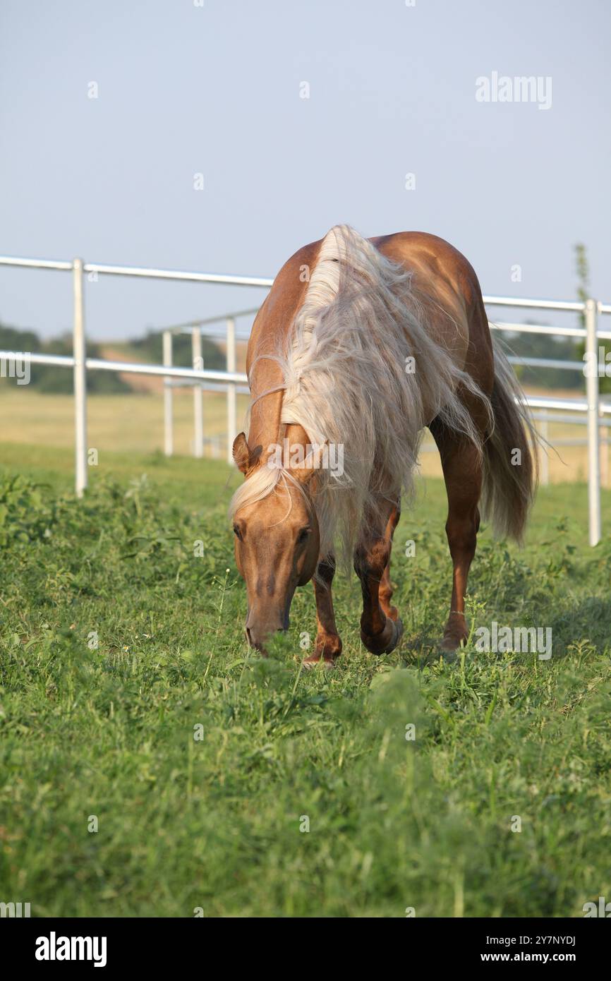 Amazing palomino quarter horse with long mane in moving Stock Photo - Alamy