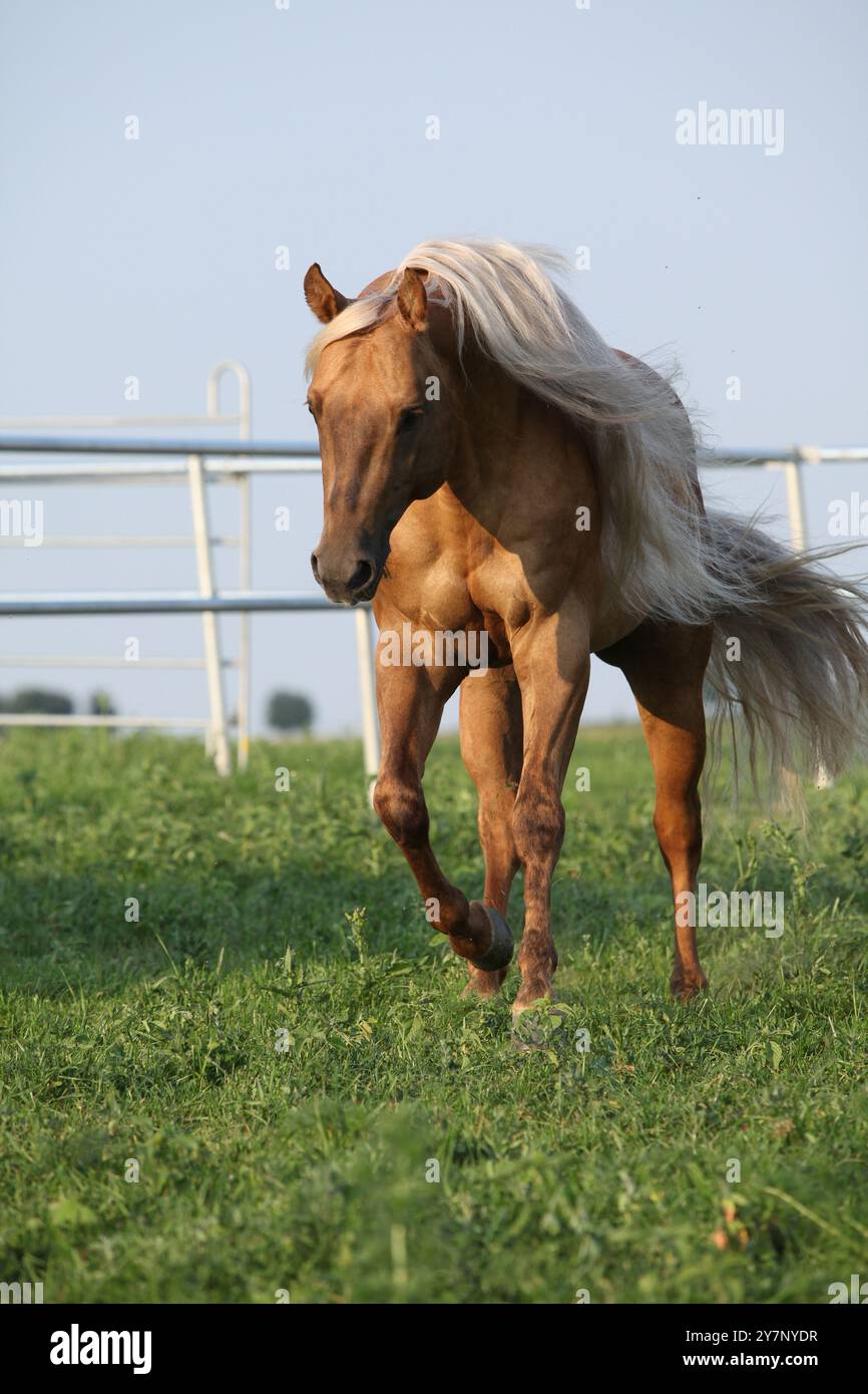 Amazing palomino quarter horse with long mane in moving Stock Photo - Alamy