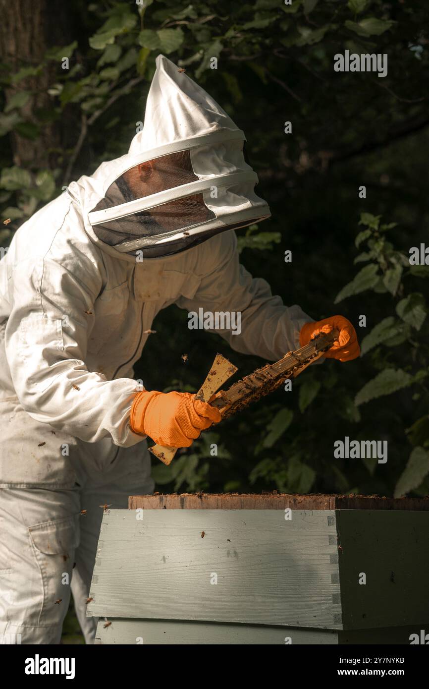 Bee keeper working with honey bees, man made bee hive Stock Photo - Alamy