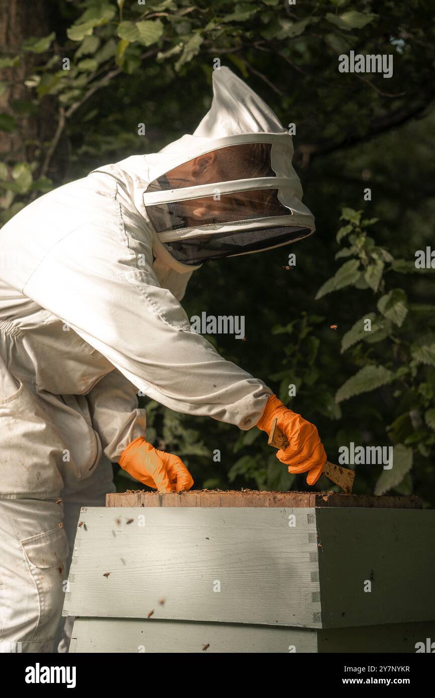 Bee keeper working with honey bees, man made bee hive Stock Photo - Alamy