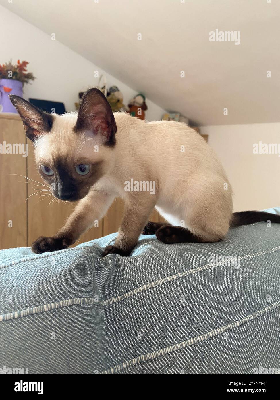 Cute kitten siamese cat at home. Pet concept Stock Photo - Alamy