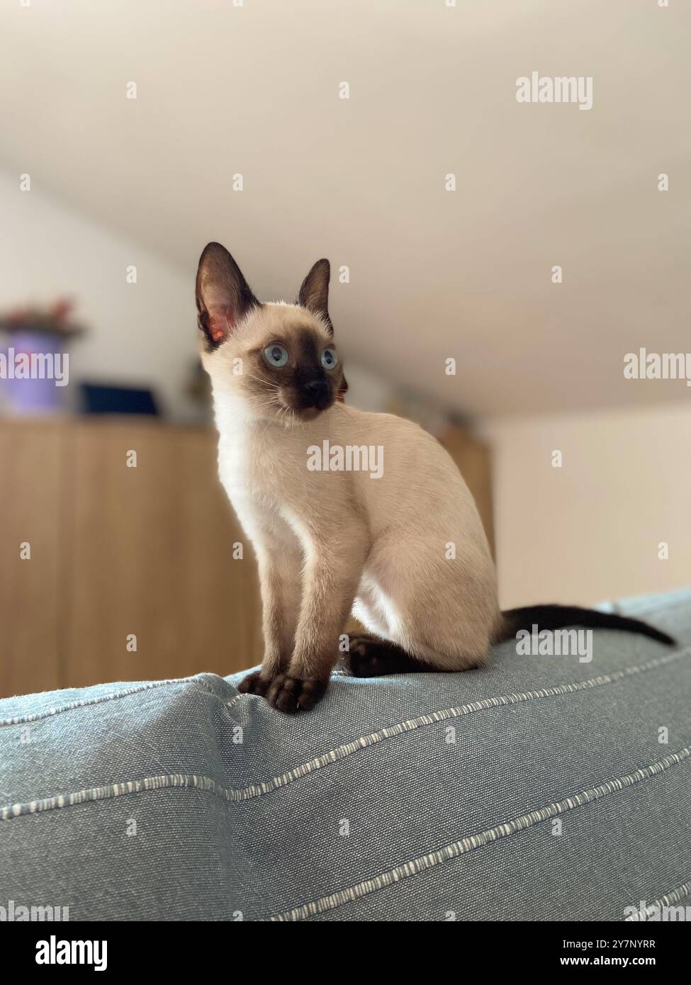 Cute kitten siamese cat at home. Pet concept Stock Photo - Alamy