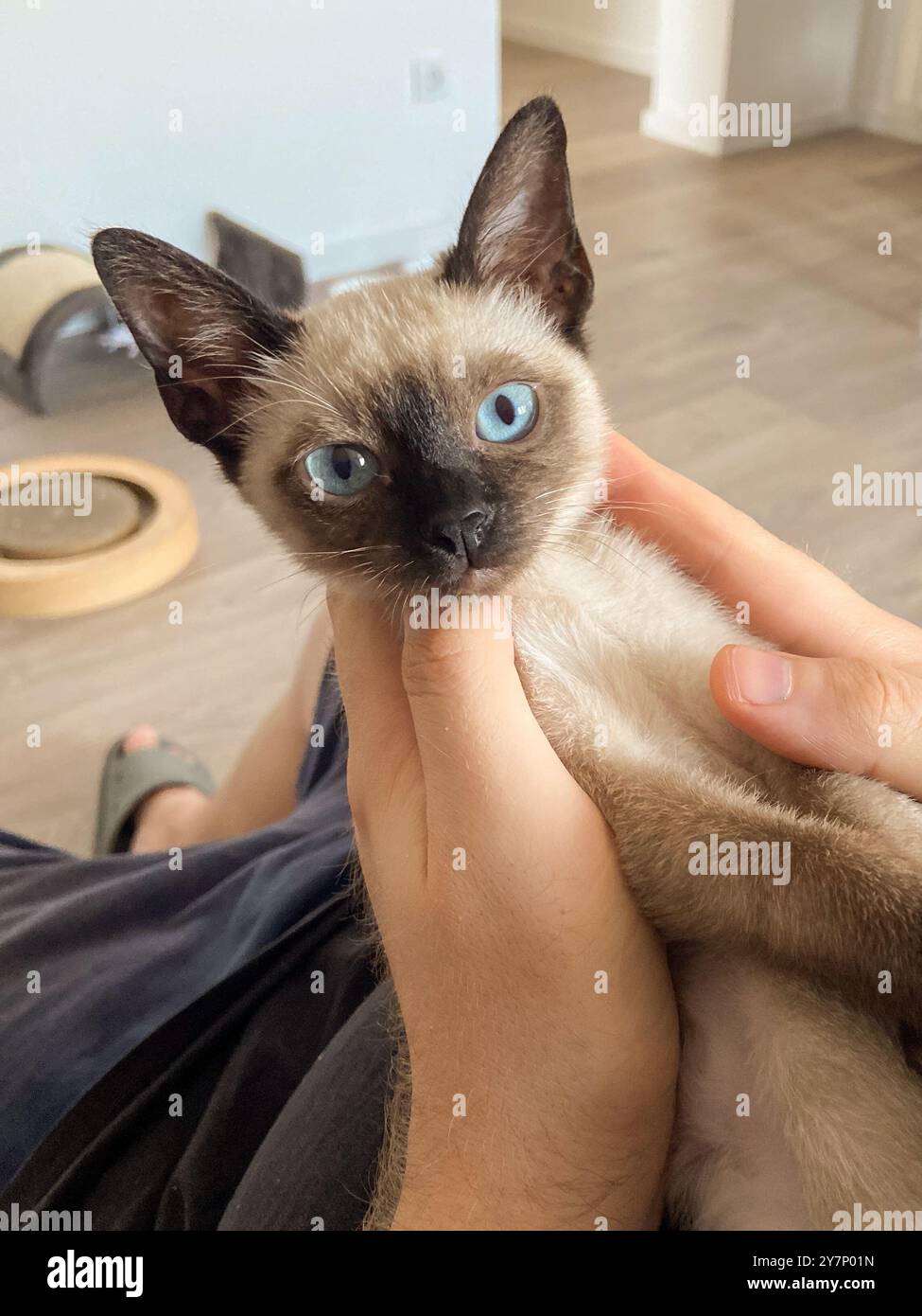 Cute kitten siamese cat at home. Pet concept Stock Photo - Alamy