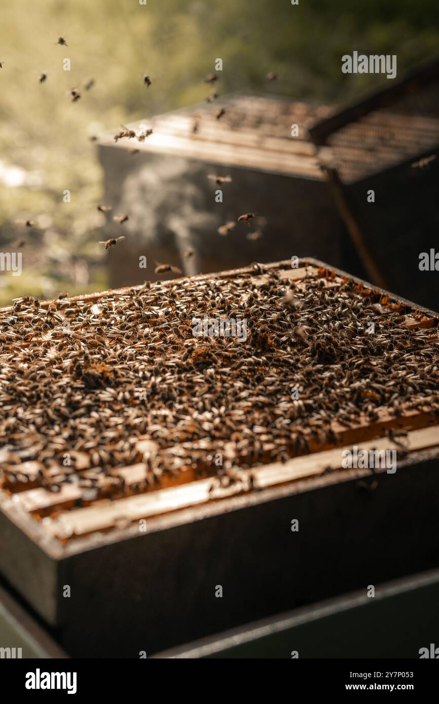 Honey bees on a bee hive frame, wooden bee box, beekeeping, beekeeper ...