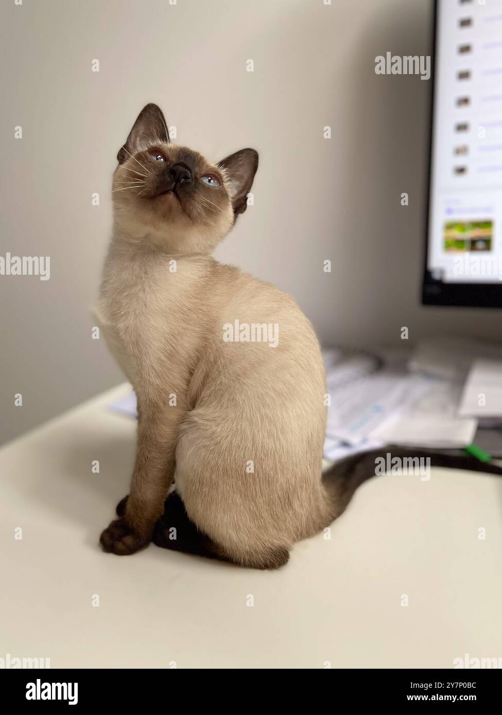 Cute kitten siamese cat at home. Pet concept Stock Photo - Alamy