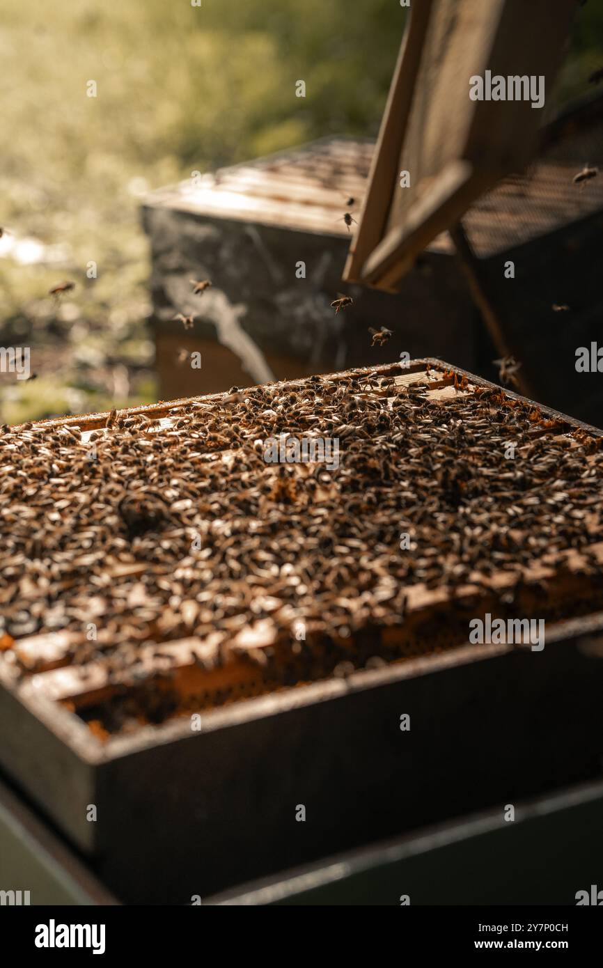 Honey bees on a bee hive frame, wooden bee box, beekeeping, beekeeper ...