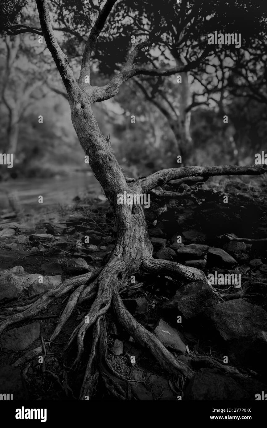 Vertical black and white background Spooky forest: captured in Organ ...
