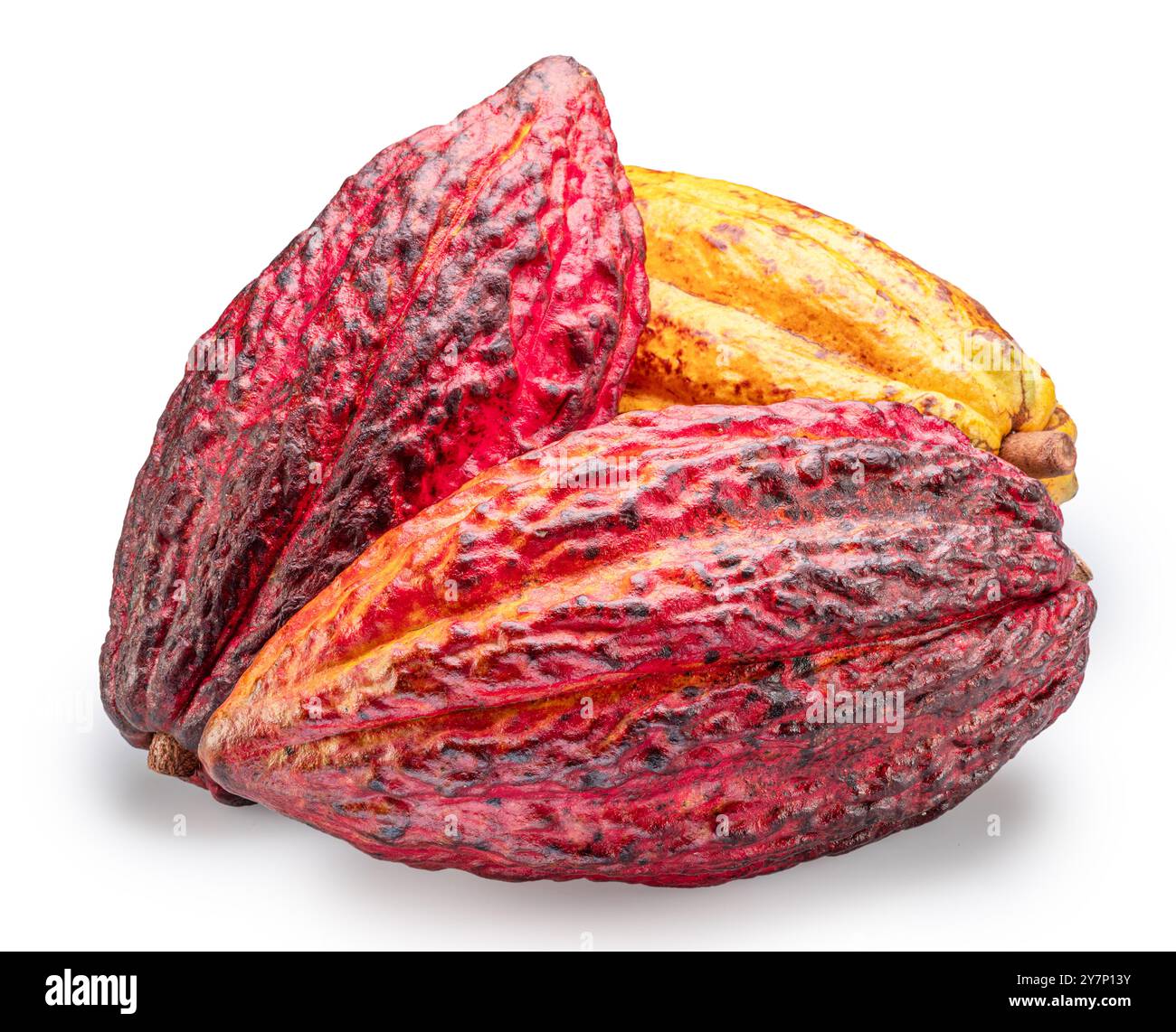 Three cocoa fruits or cocoa pods isolated on white background. Clipping ...