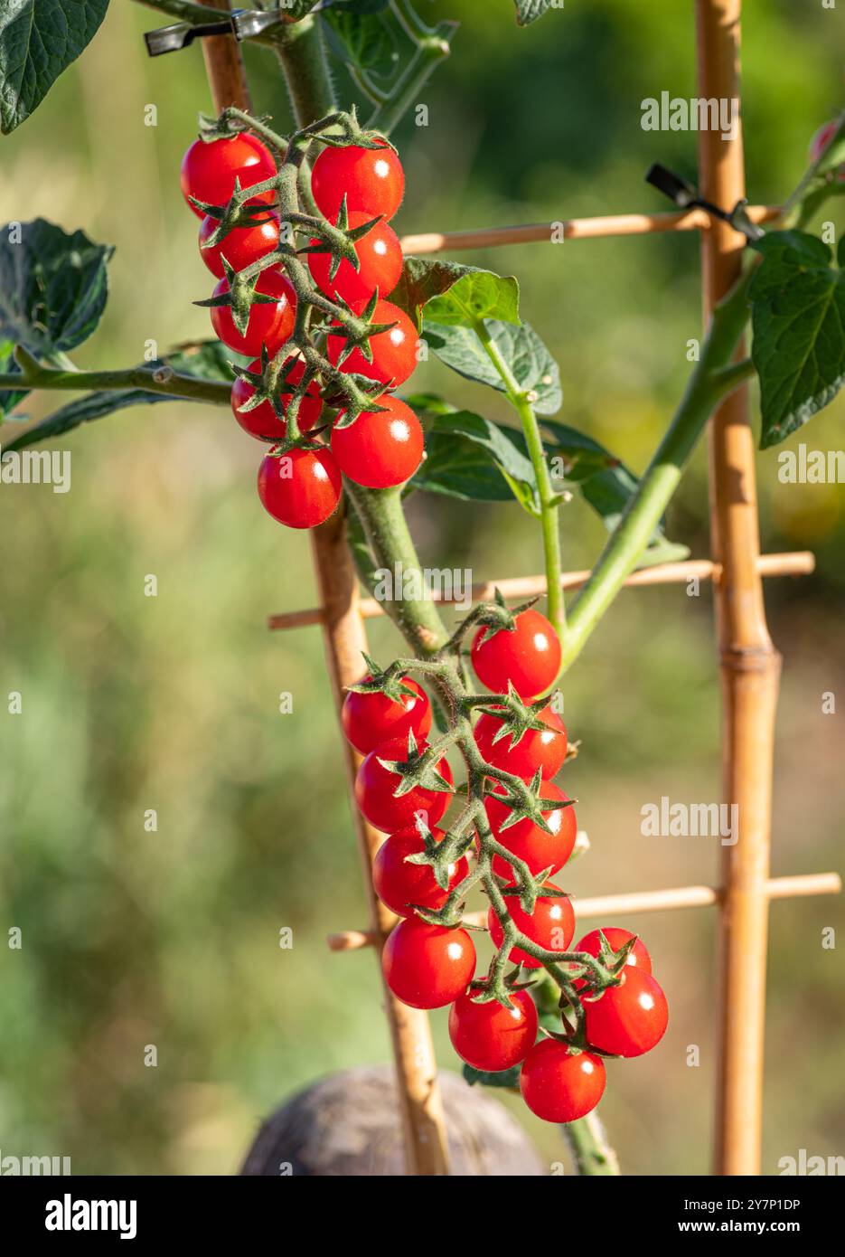 Cherry tomatoes cluster on tomato plant close up. Vertical shot Stock Photo - Alamy