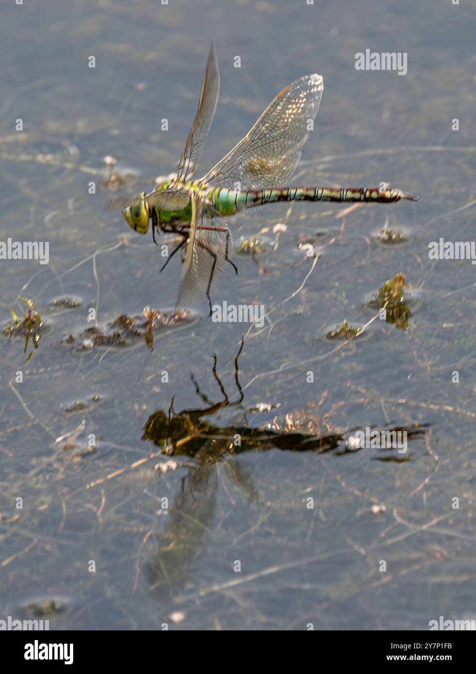 Female Emperor Dragonfly - Anax imperator Stock Photo - Alamy