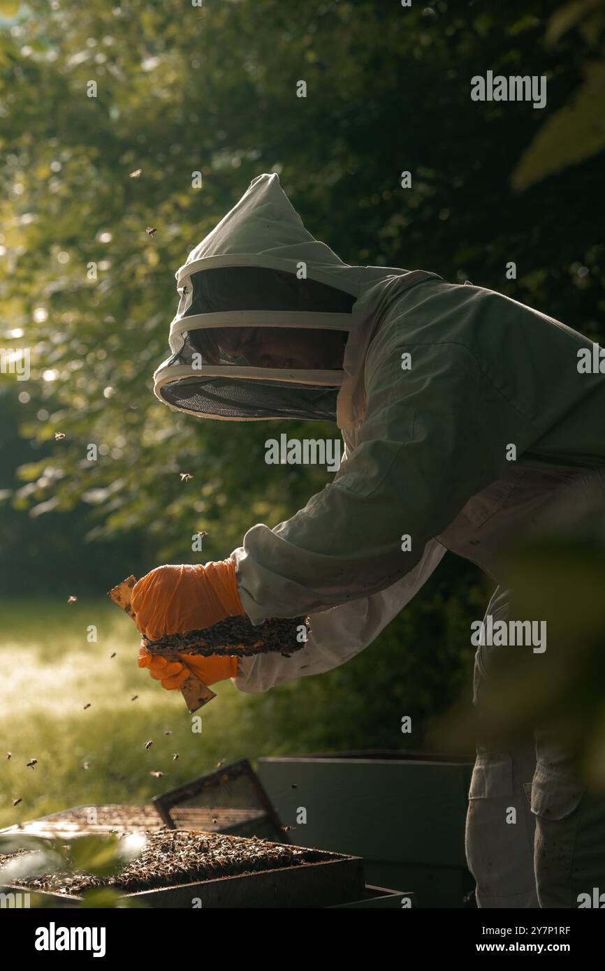 Bee keeper working with honey bees, man made bee hive Stock Photo - Alamy