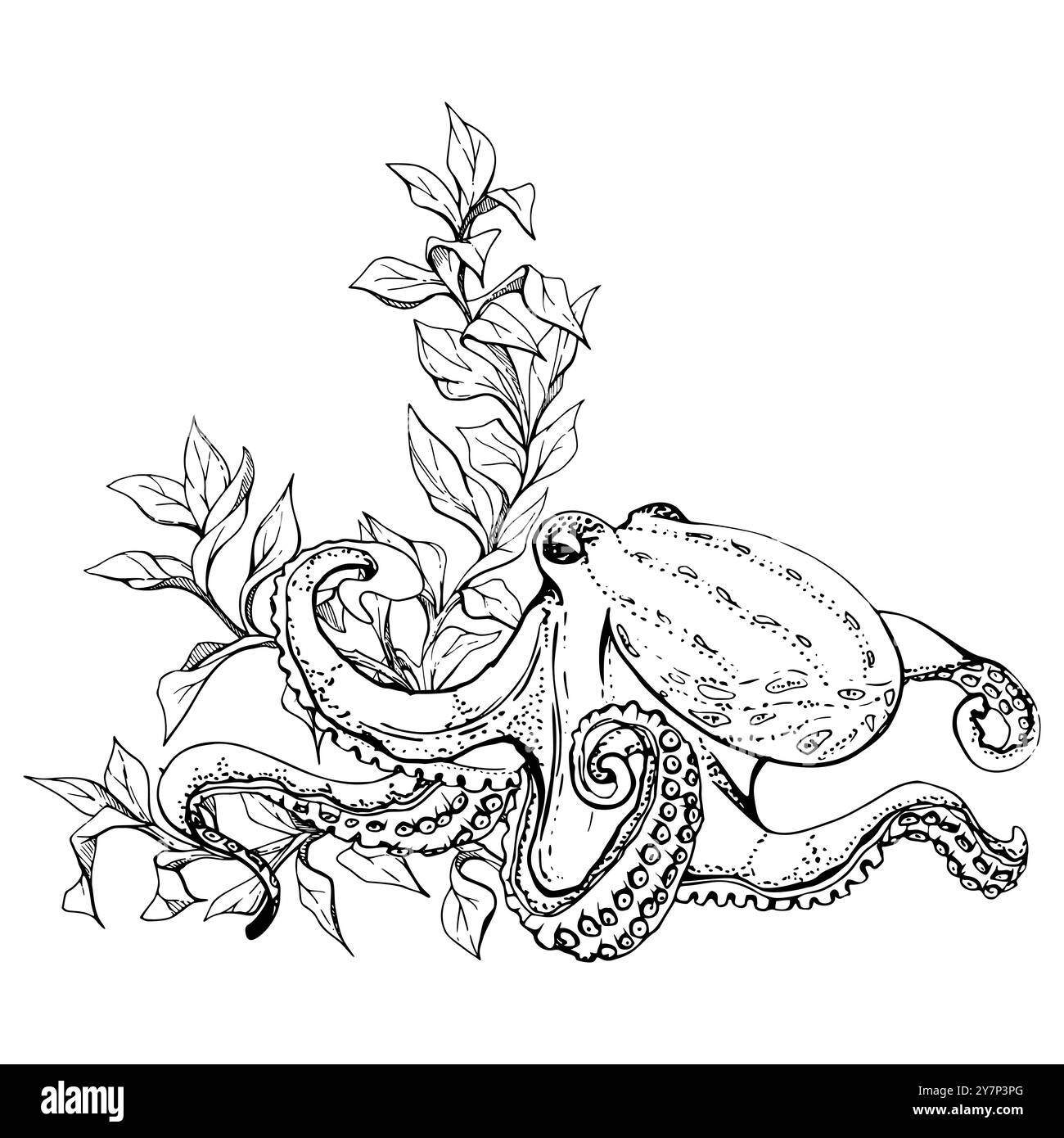 Marine life, sea ocean underwater creatures fish, shells algae seaweed ...