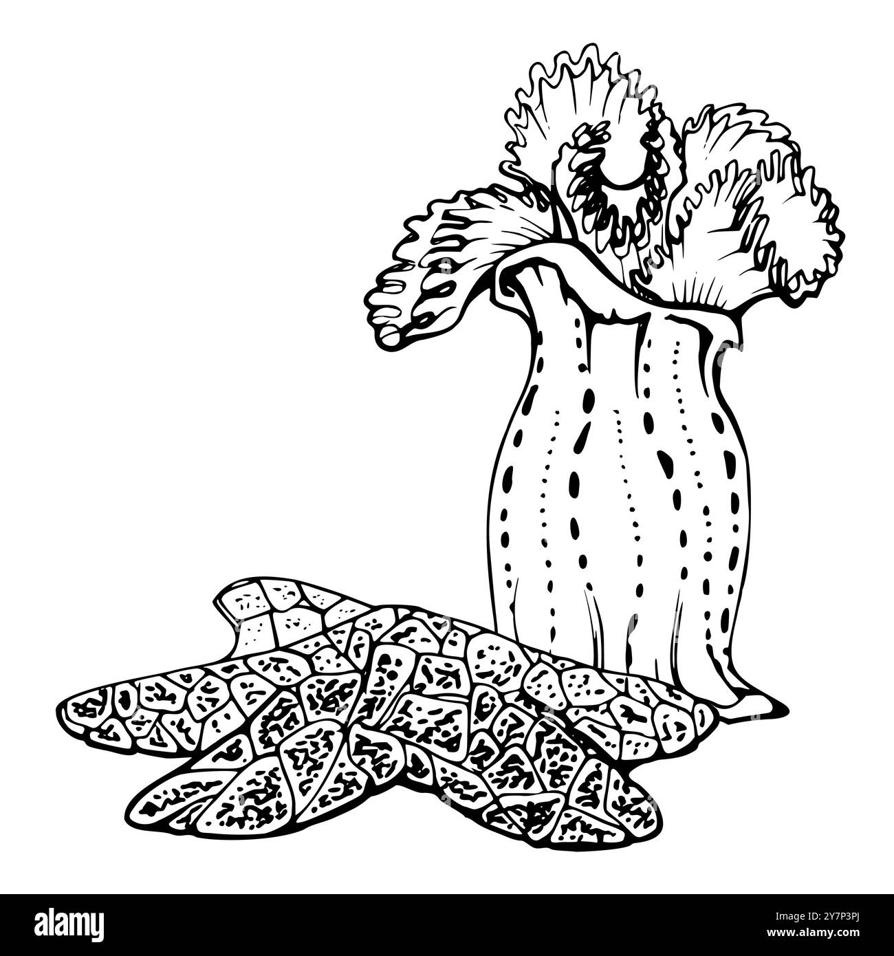 Deep sea sea pen Black and White Stock Photos & Images - Alamy