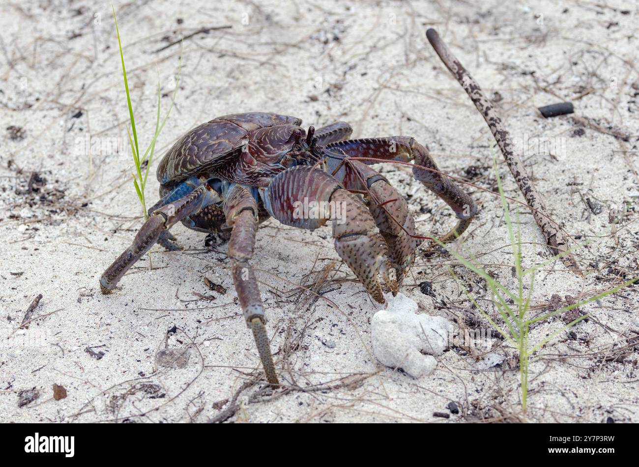 The Coconut or Robber Crab is a land based crustacean and the largest ...