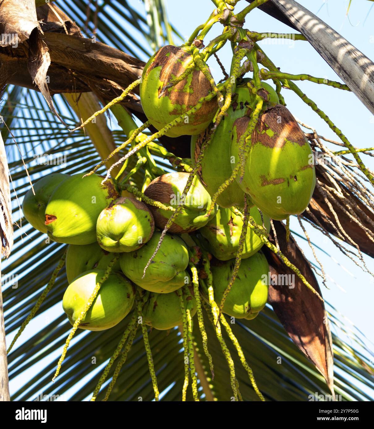 One of the most useful trees in the world, the Coconut Palm is ...