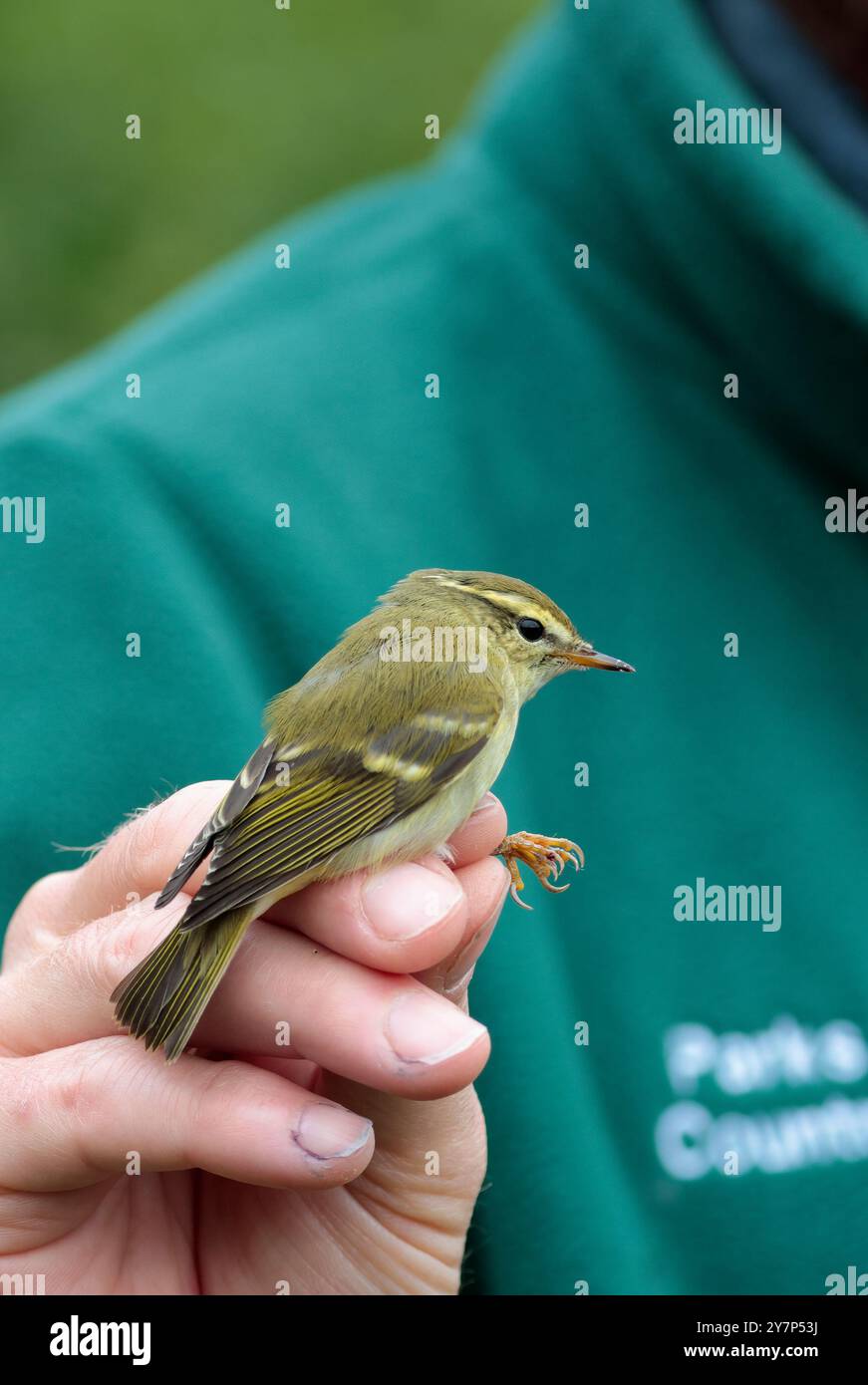 Yellow browed warbler Phylloscpus inornatus, trapped by net at Warnham ...