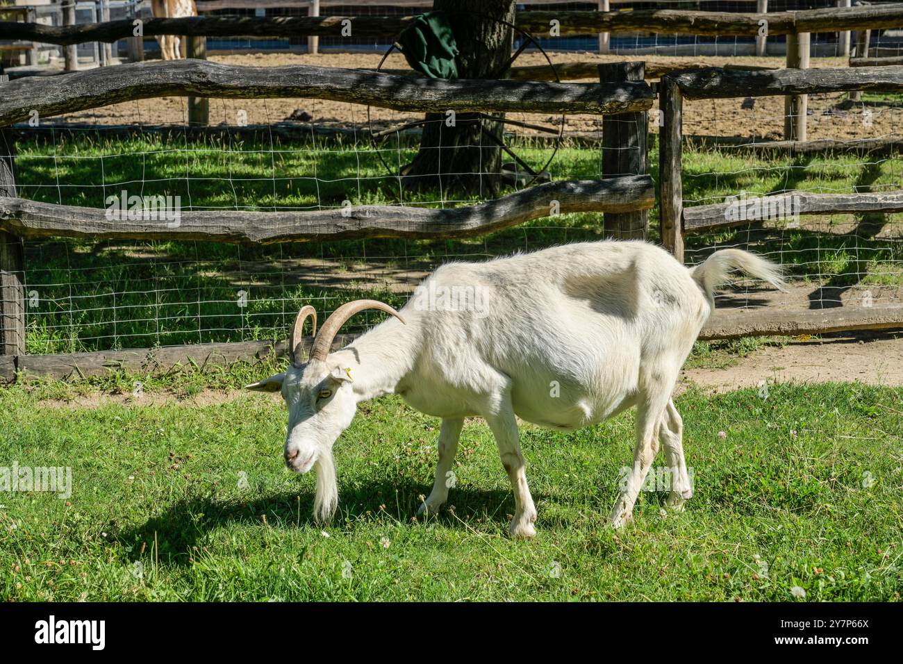 Goat, stable, estate at Britzer Castle, Alt-Britz, Neukölln, Berlin ...