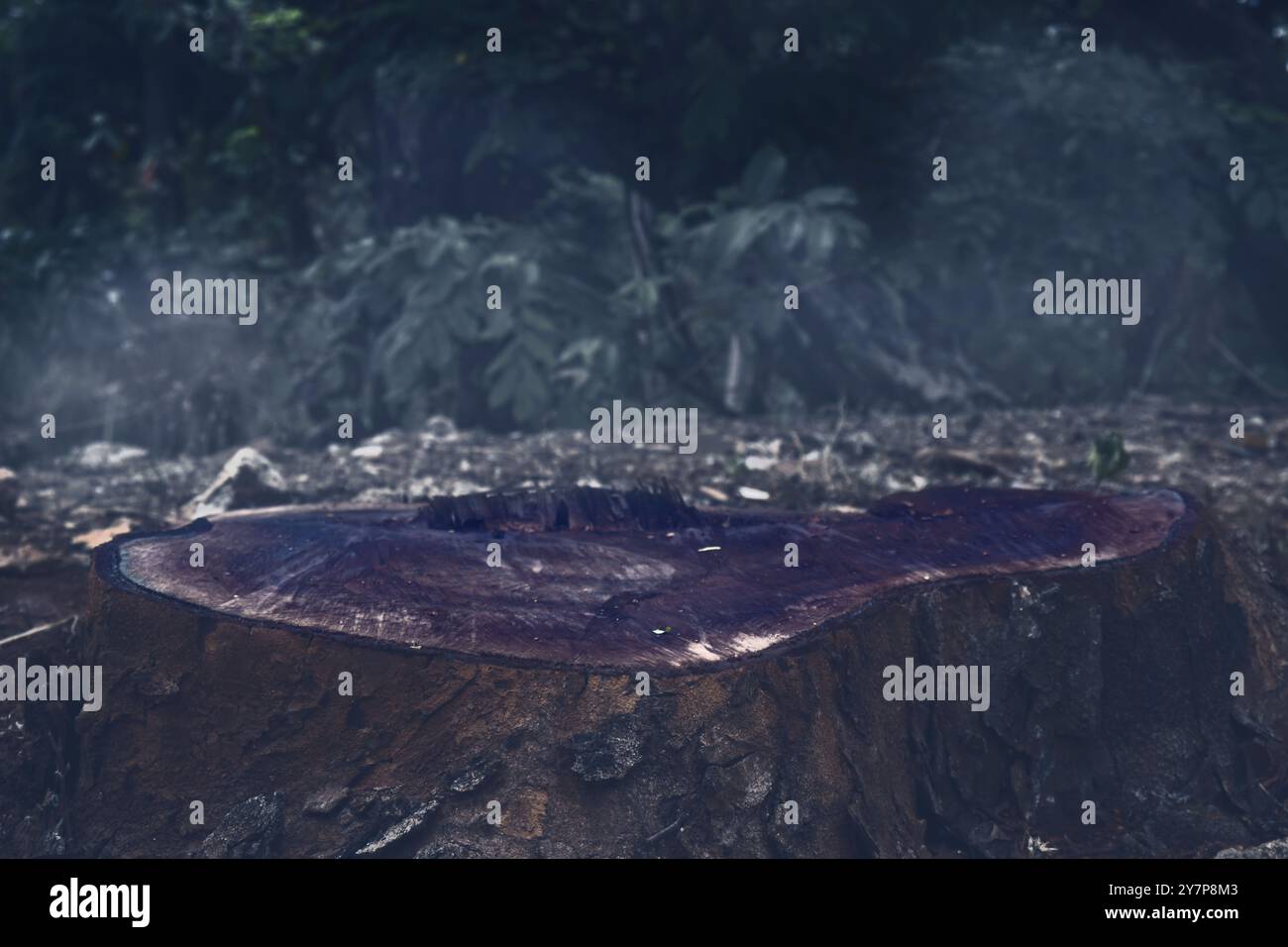 Tree stump sits in a forest with a dark and scary atmosphere. The stump ...