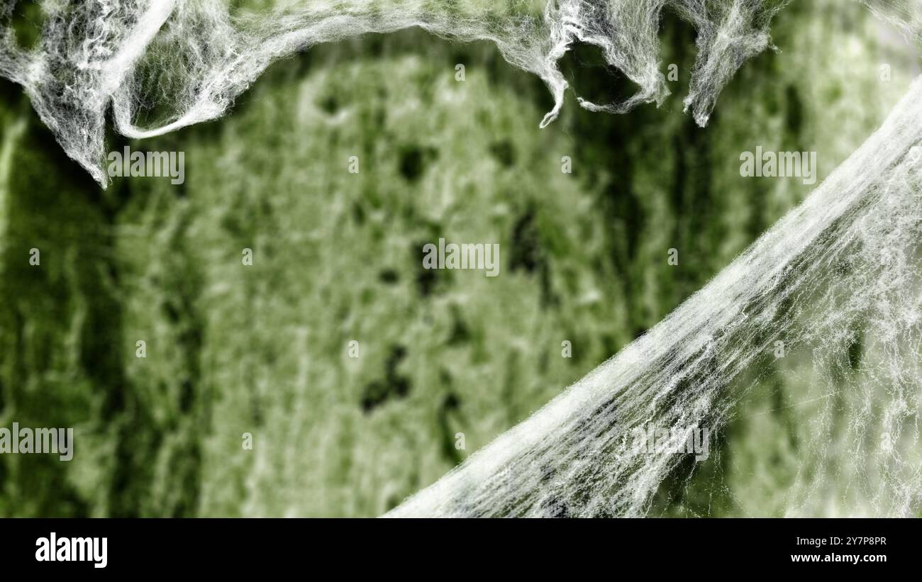 Spooky creepy cobweb spider web in the green dark room. The scene is ...