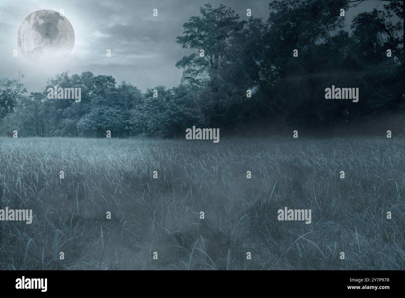 Full moon is shining in the sky above a field of tall grass. Sky is ...