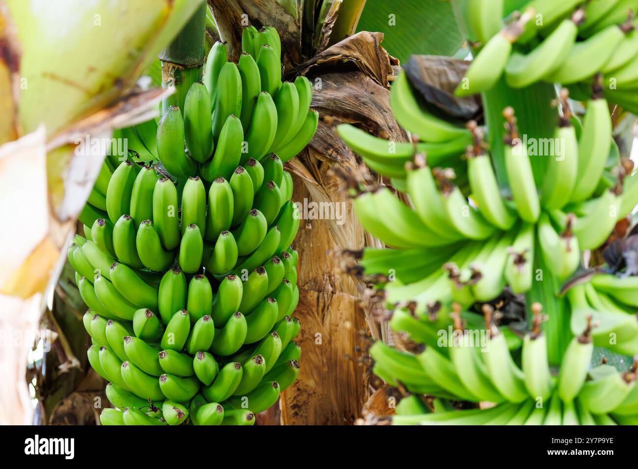 Banana farms and plantations in Tenerife, Spain. Industrial scale ...