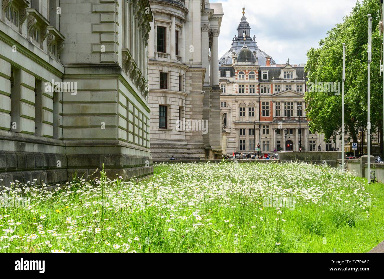 London, UK. Wildflower meadow allowed to grow in central London, in ...