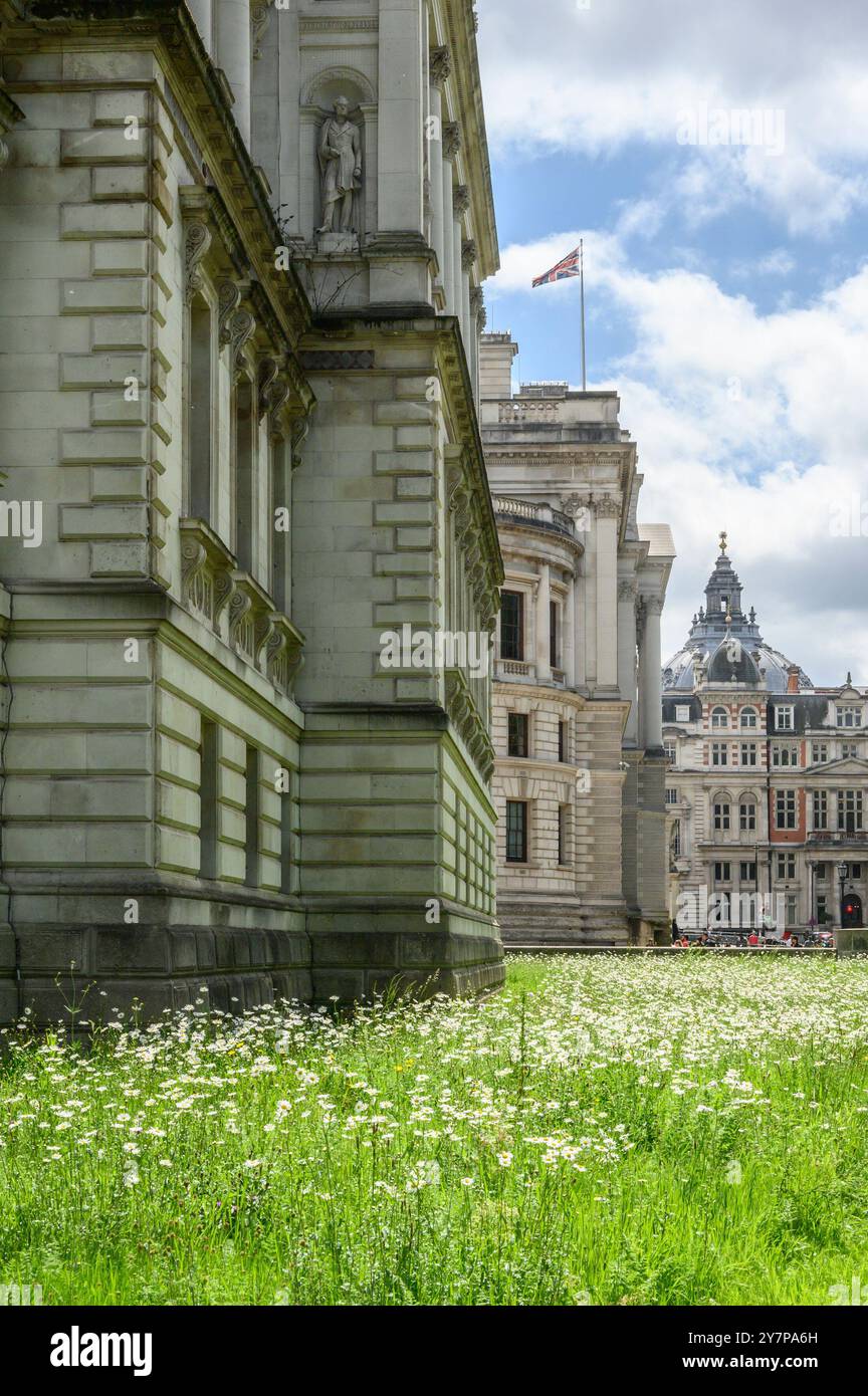 London, UK. Wildflower meadow allowed to grow in central London, in ...
