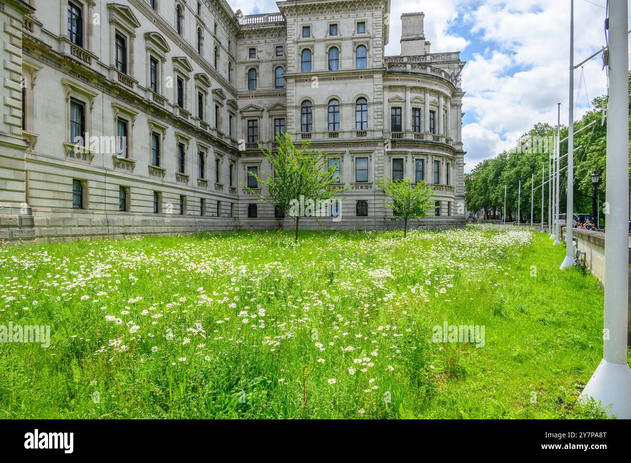 London, UK. Wildflower meadow allowed to grow in central London, in ...