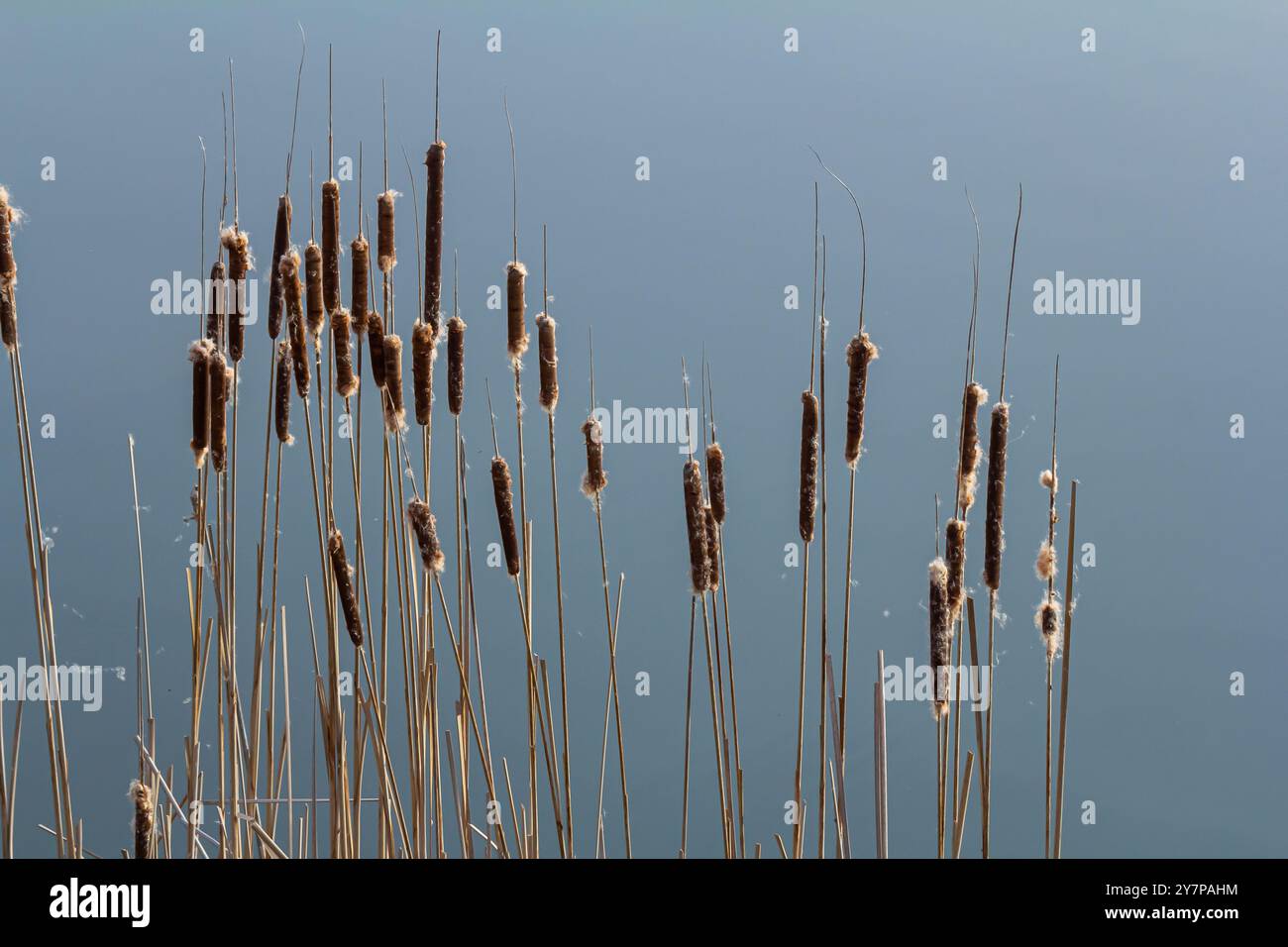 Swamp cattails Typha angustifolia Broadleaf brown flowers in spring ...