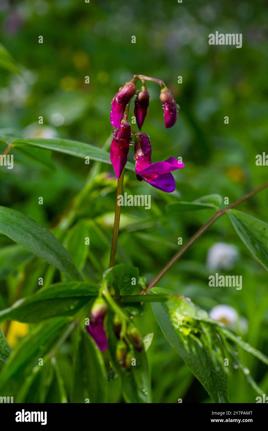 Flowers of spring vetchling Lathyrus vernus plant in wild nature. May ...