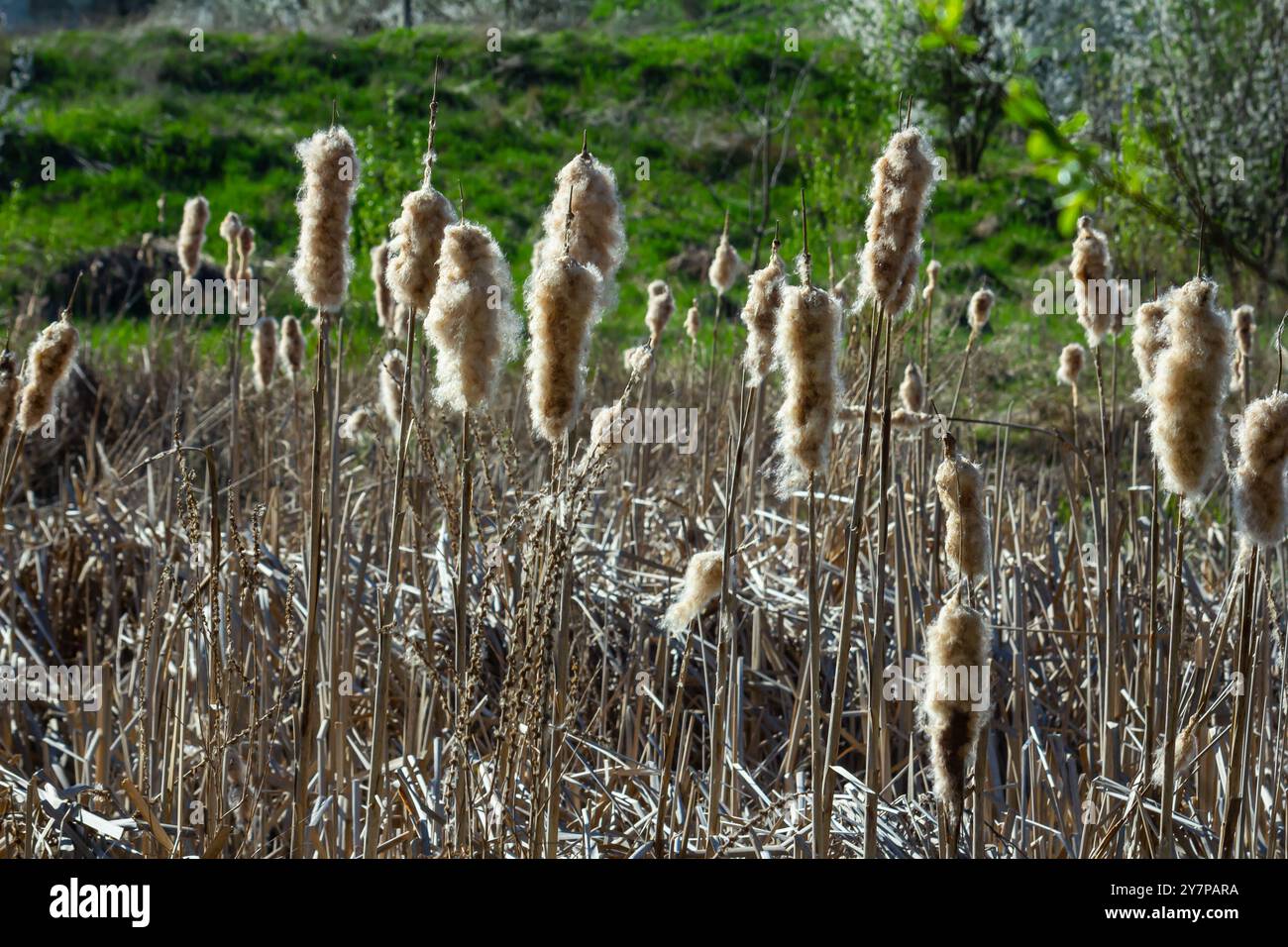 Swamp cattails Typha angustifolia Broadleaf brown flowers in spring ...