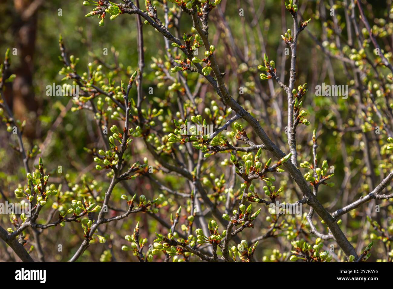 White plum blossom, beautiful white flowers of prunus tree in city ...
