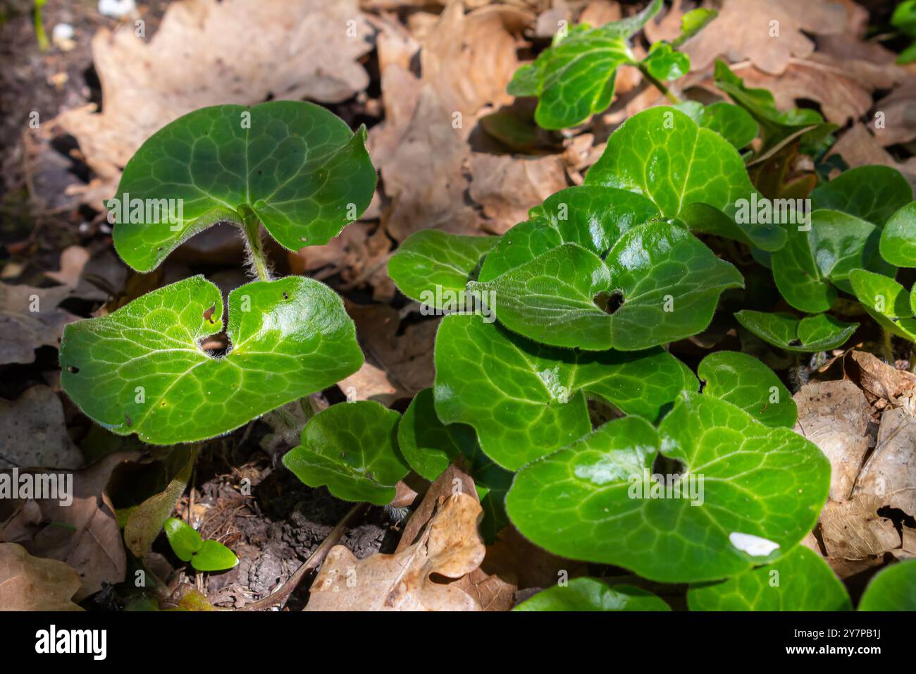 Shiny green foliage from wild ginger plants, Asarum europaeum Stock ...