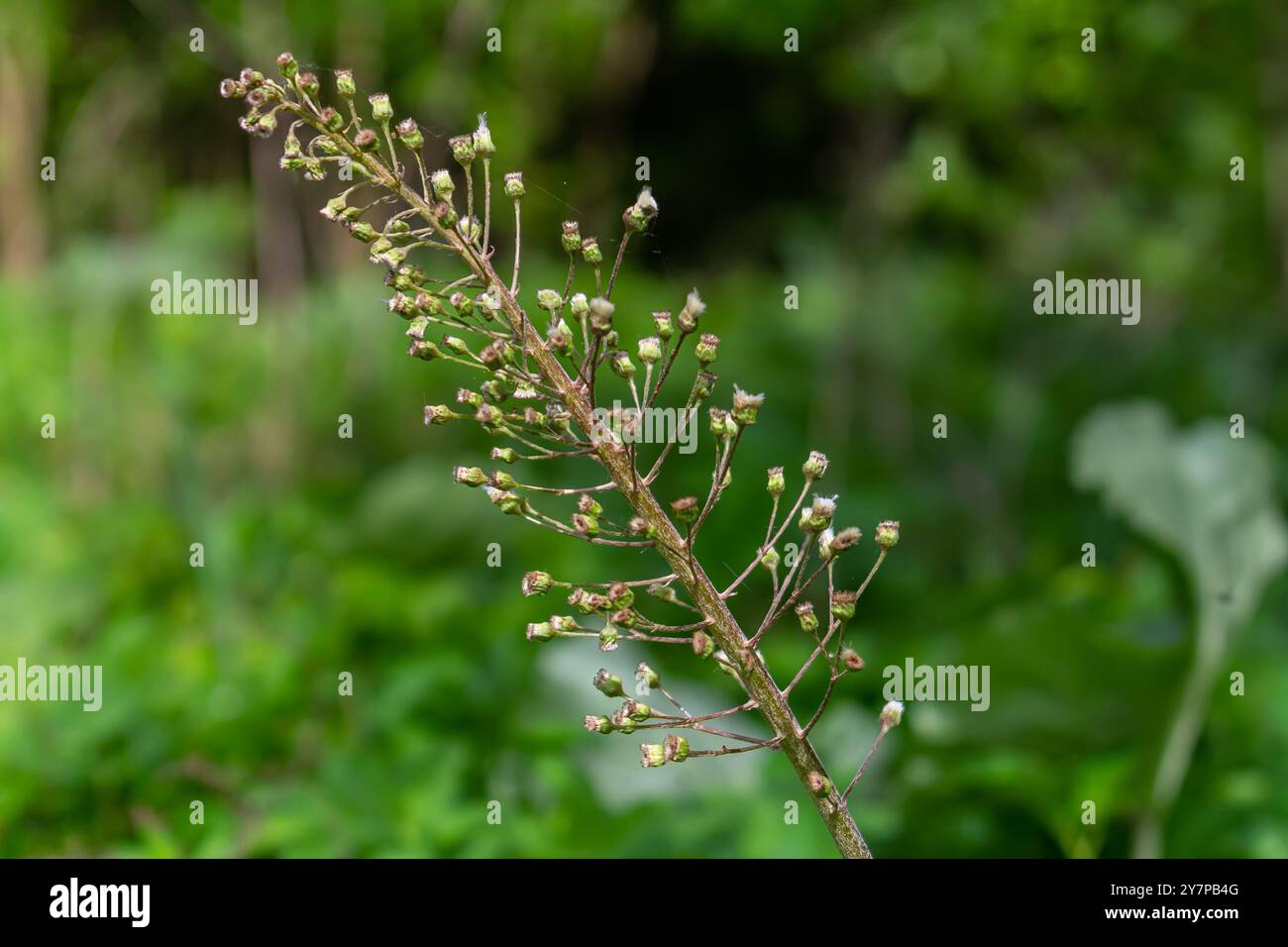 Inflorescences of butterbur, pestilence wort, Petasites hybridus ...