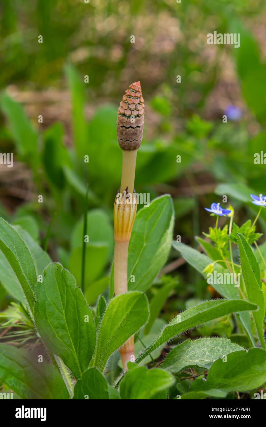Equisetum arvense, the field horsetail or common horsetail, is an ...
