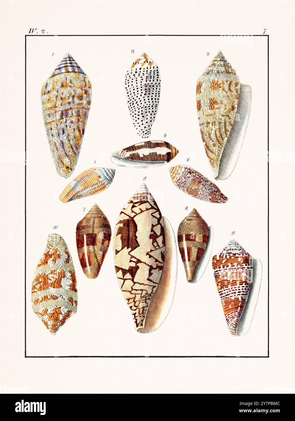 Collection of seashells. Vintage German illustration featuring ...