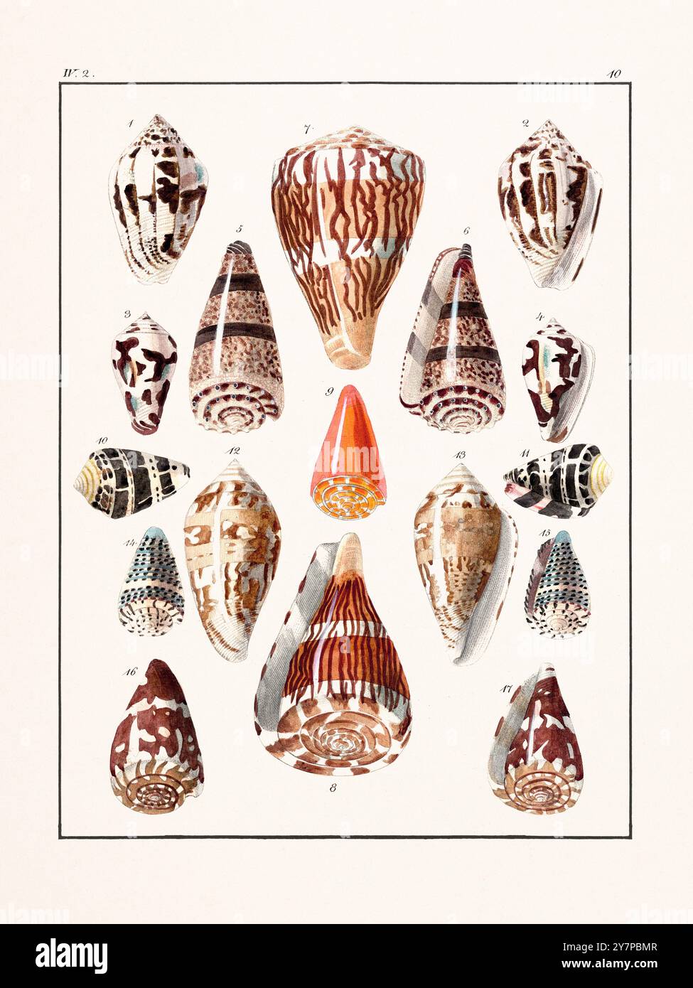 Collection of seashells. Vintage German illustration featuring ...