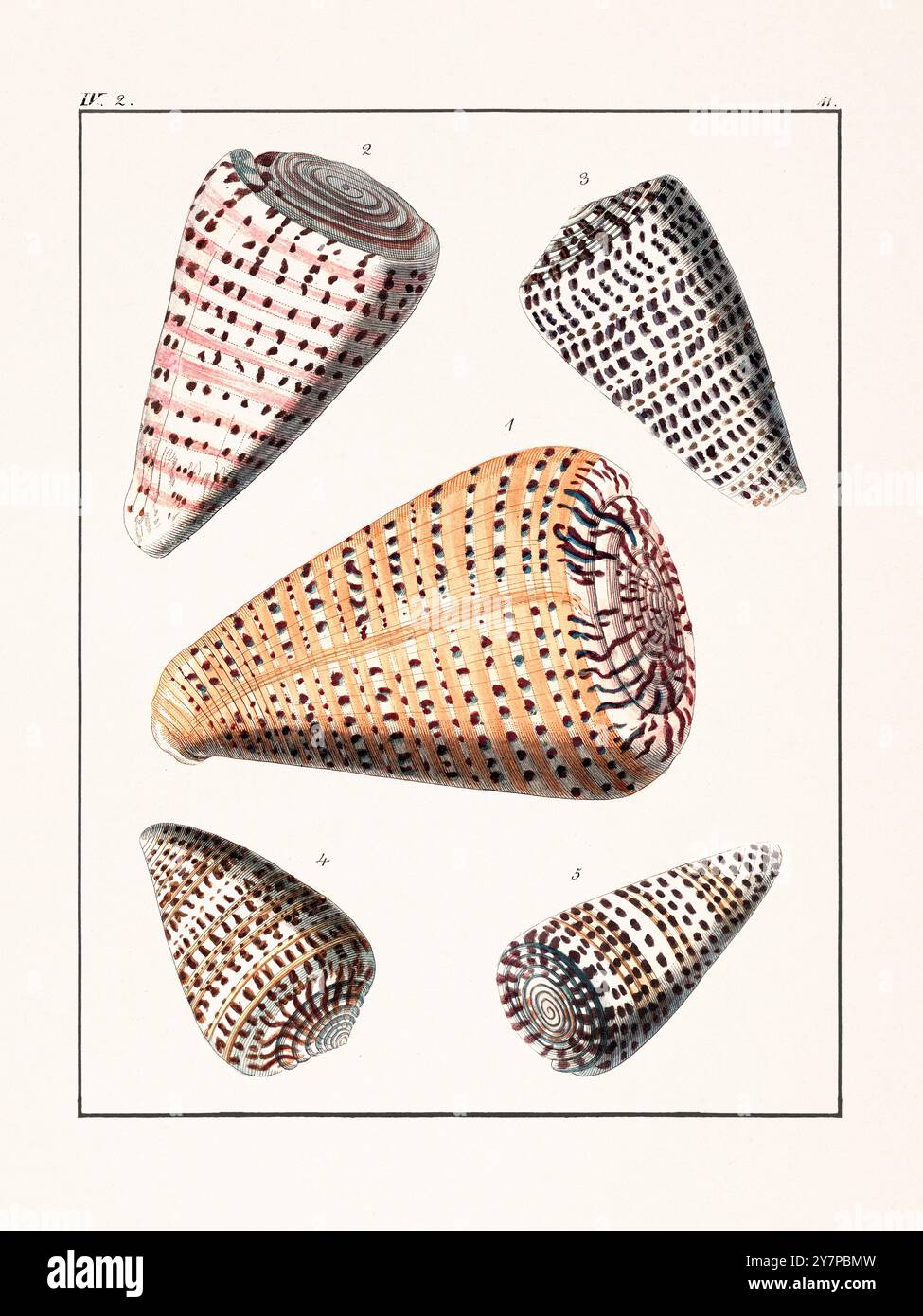 Collection of seashells. Vintage German illustration featuring ...