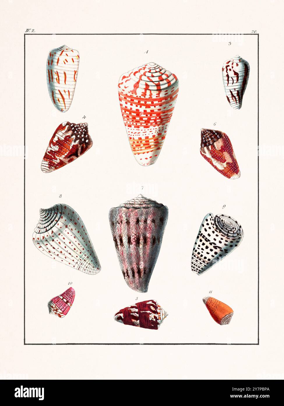 Collection of seashells. Vintage German illustration featuring ...