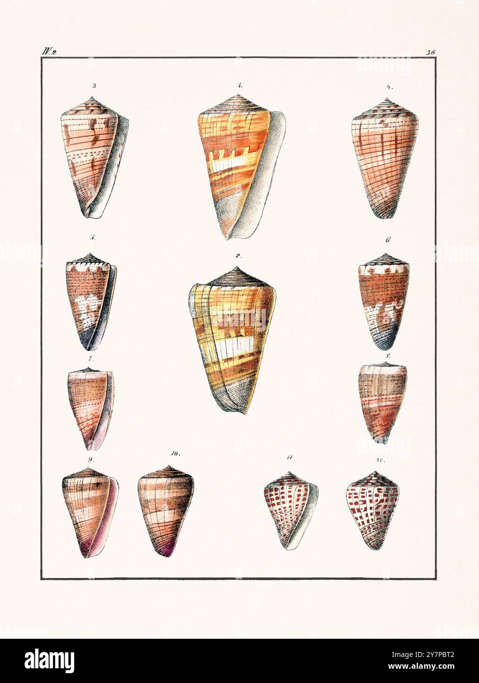 Collection of seashells. Vintage German illustration featuring ...