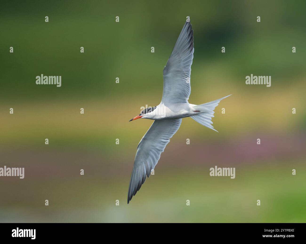 Common Tern in Flight Stock Photo - Alamy