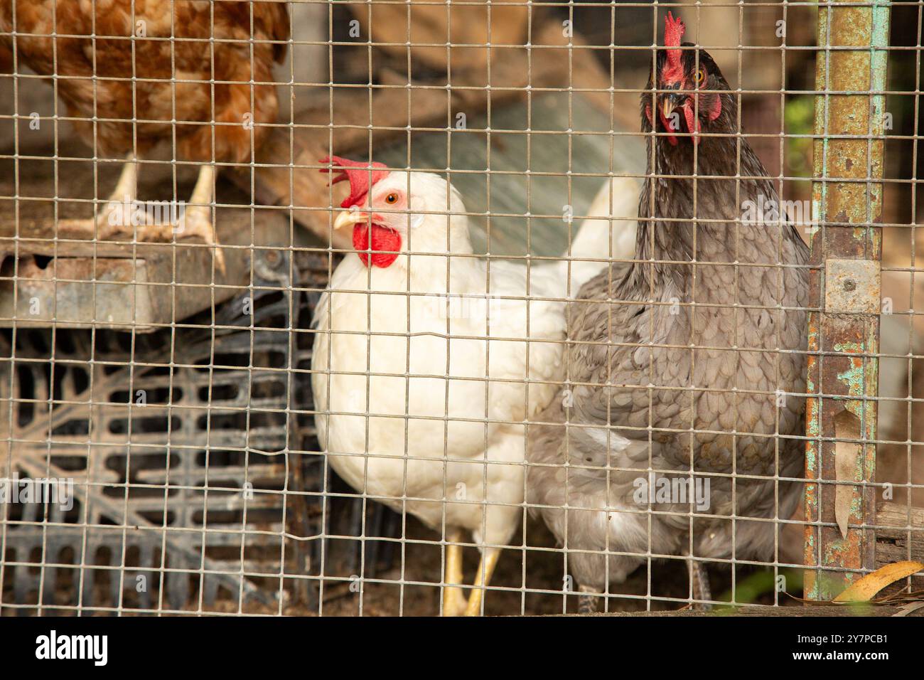 Chickens behind fence hi-res stock photography and images - Alamy