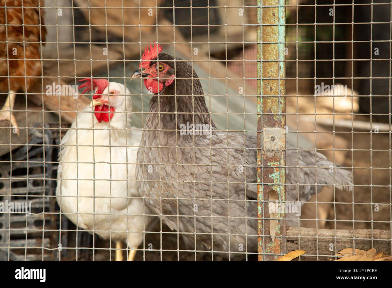 Two chickens are in a cage, with a ruler visible in the background ...