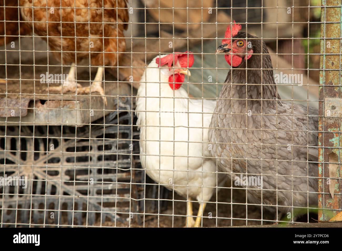 A chicken is standing inside a cage alongside other chickens Stock ...