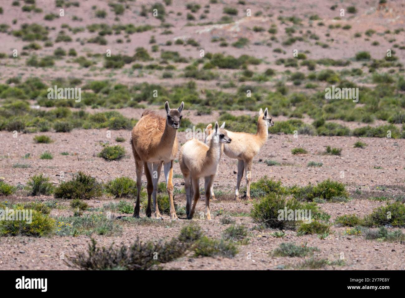 Two young guanacos, called chulengos, with an adult guanaco on a high ...