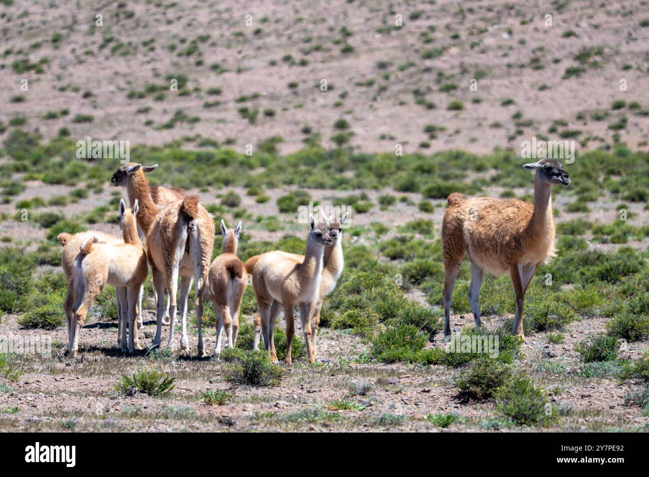 A small herd of guanacos, Lama guanico, on a high plateau in Los ...