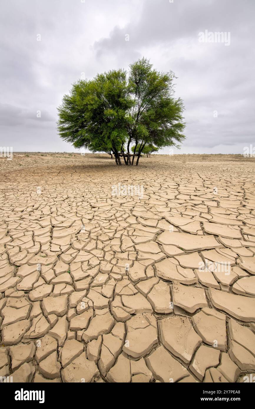 Environmental and global warming concepts, Live tree on dry and dead ...