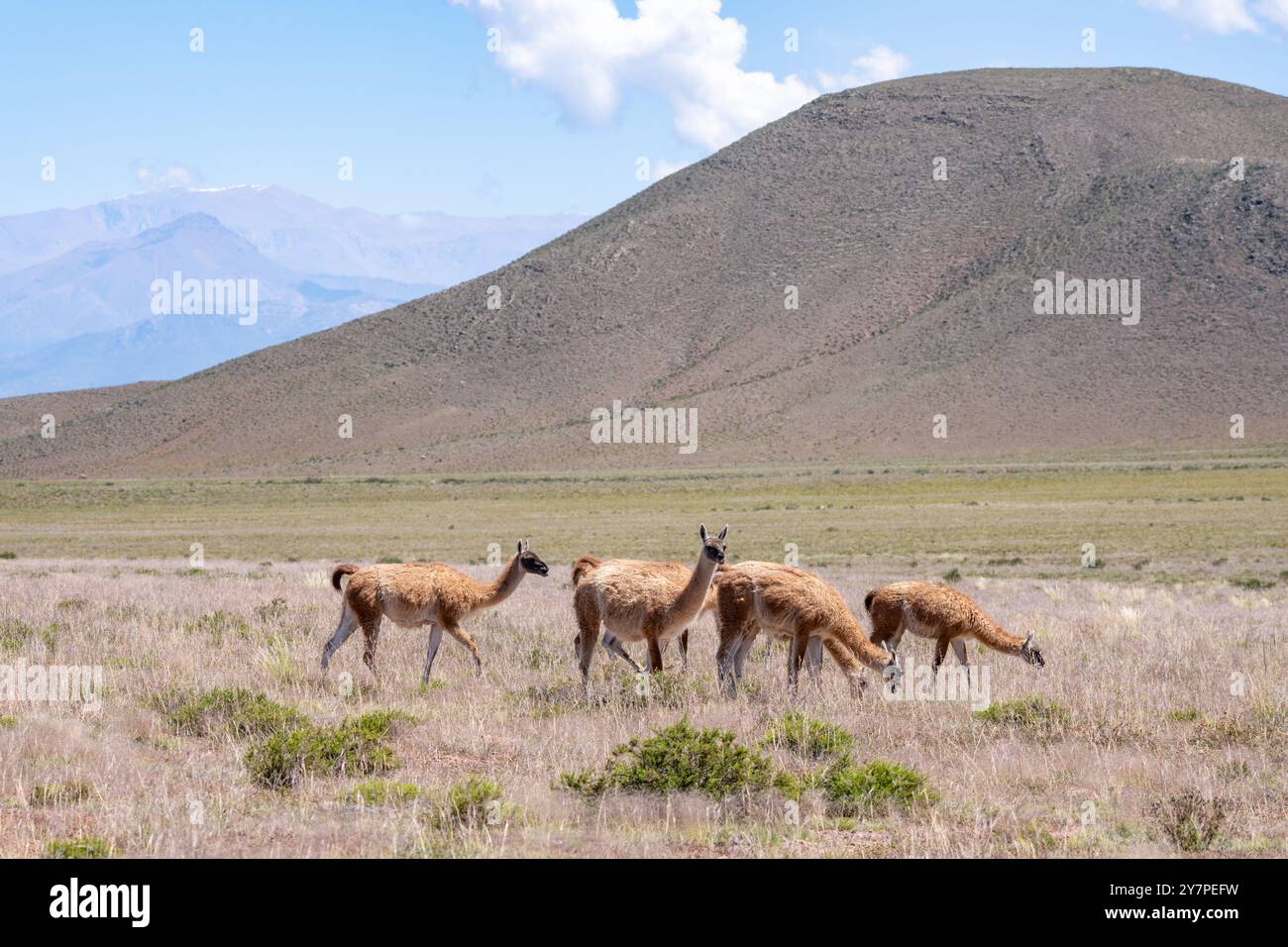 A small herd of guanacos, Lama guanico, grazes on a high plateau in Los ...