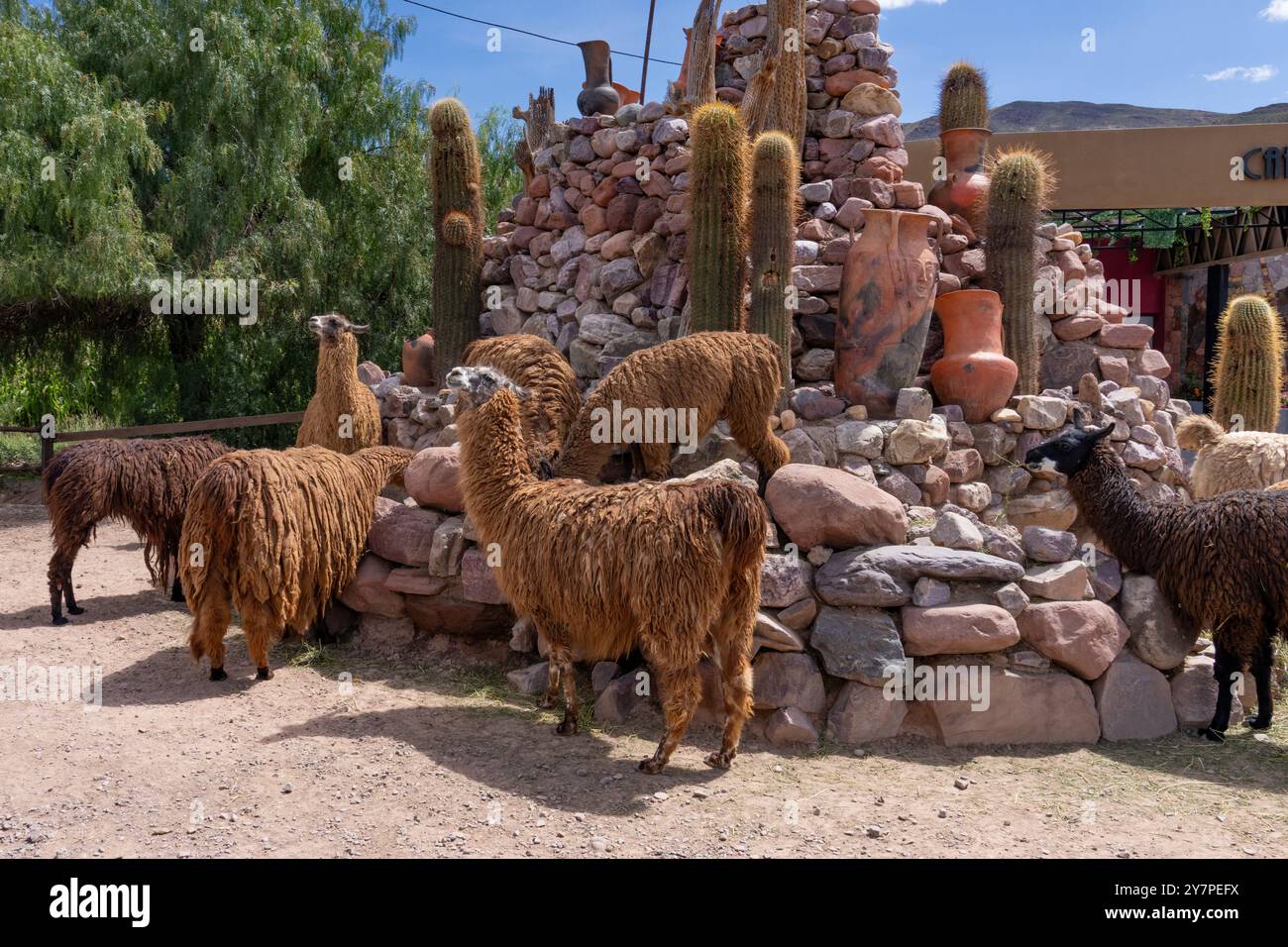 Llamas, Llama glama, at Arte Guanuco in the Quebrada de Humahuaca or ...