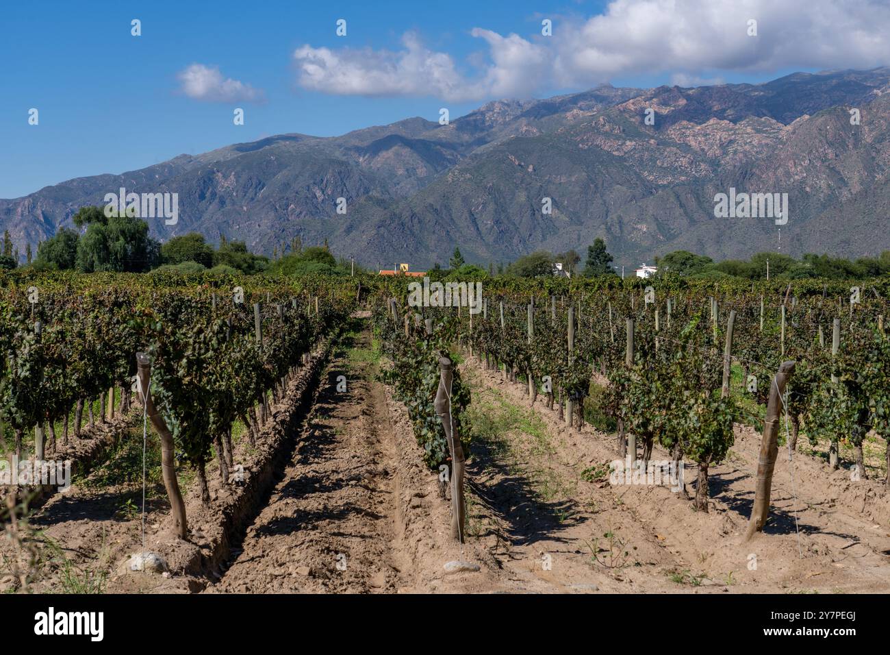 The Bodega El Esteco winery vineyards in Cafayate, Argentina with the ...